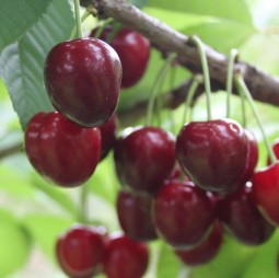 Terrasbomen - Biologische fruitplanten