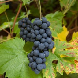 Druif - Biologische fruitplanten