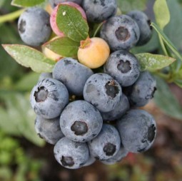 Blauwe bes - Biologische fruitplanten