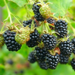 Braam - Biologische fruitplanten